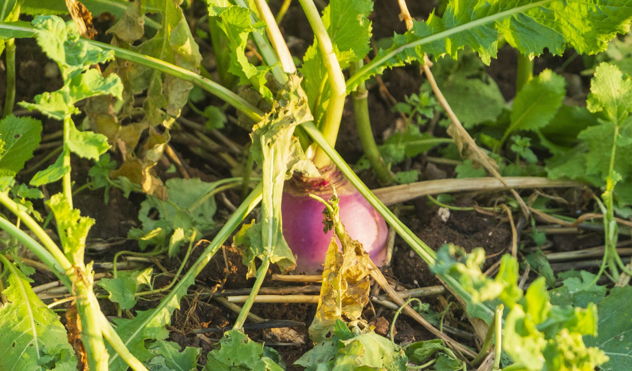 #Forage Crops – grass alternatives for ruminants. - the types and ...