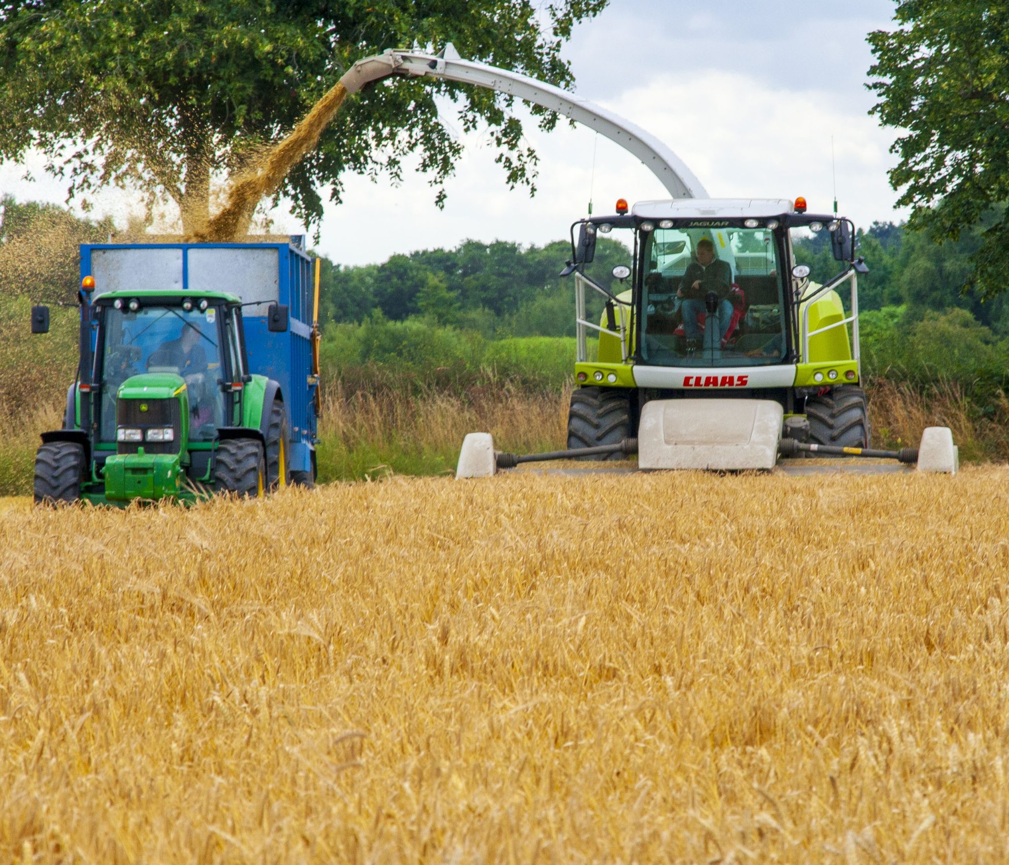 #Forage Crops – grass alternatives for ruminants. - the types and ...